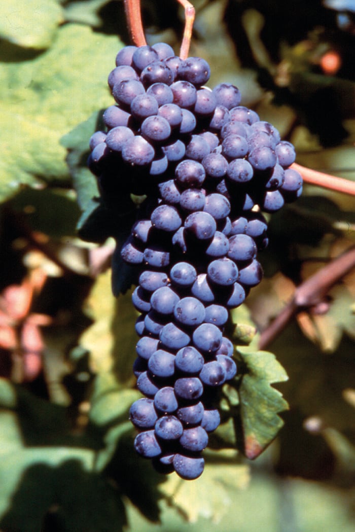 Vitigno e barbatella Nebbiolo: tutti i segreti - Vivai Rauscedo