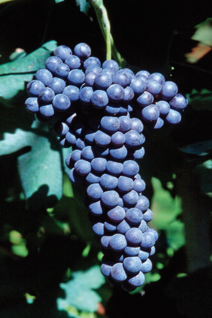 Grape variety and grafted vine plant Nebbiolo: all the secrets - Vivai ...