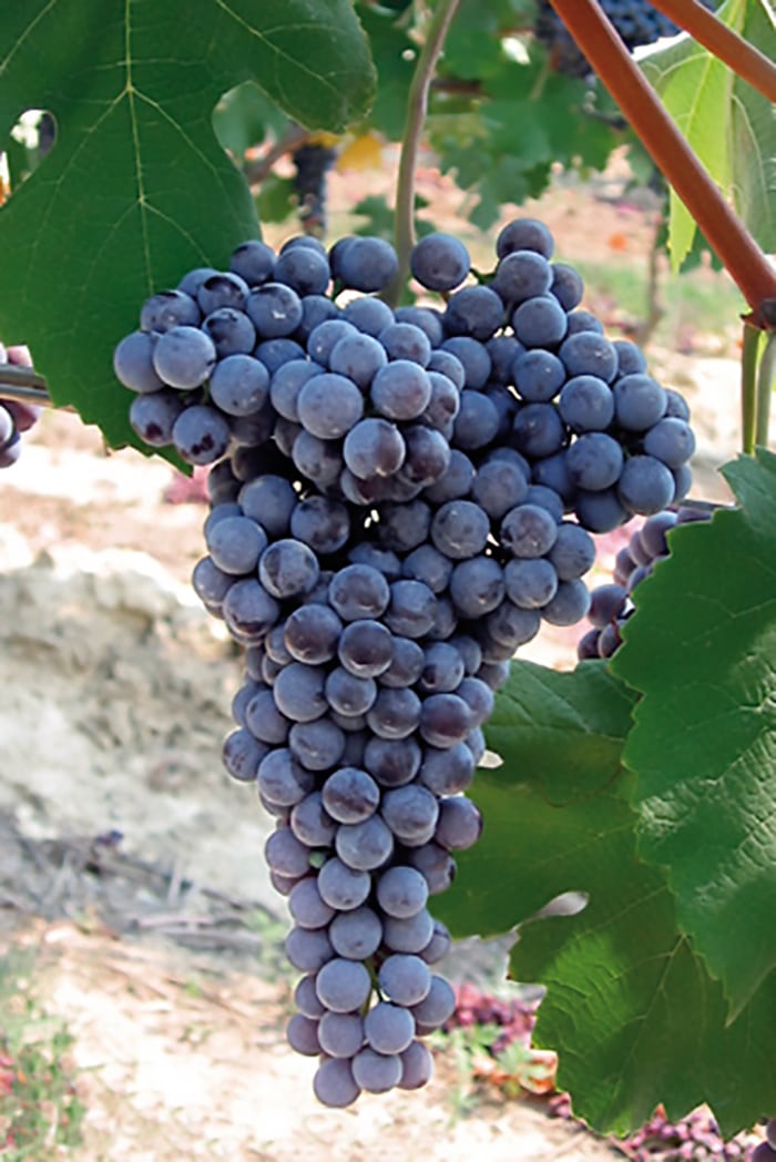 Grape variety and grafted vine plant Nebbiolo: all the secrets - Vivai ...