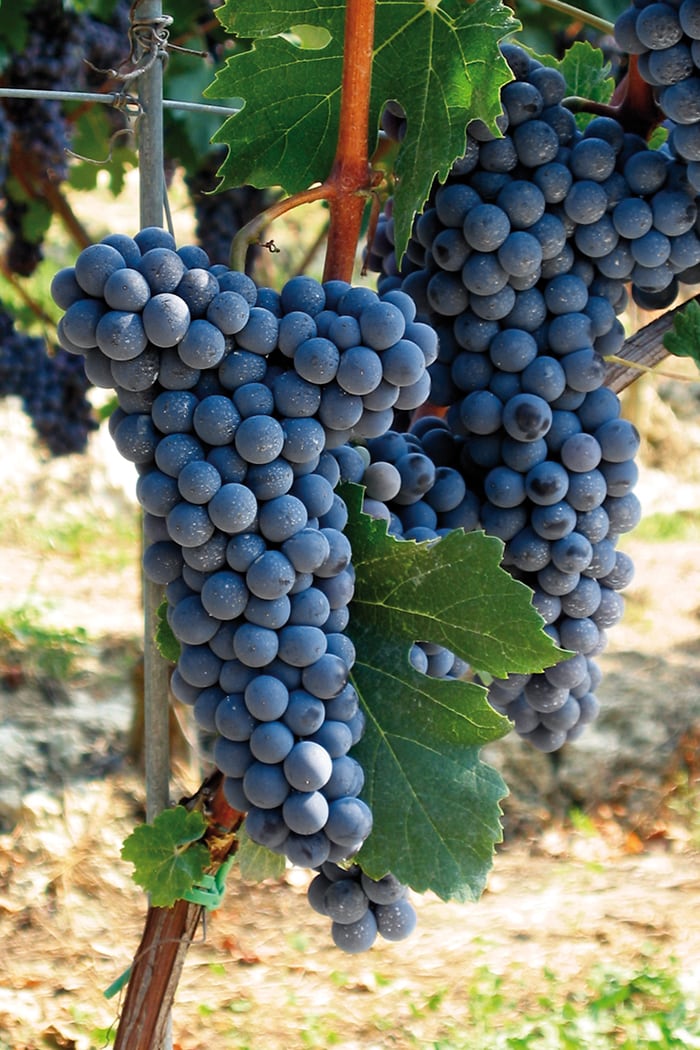 Vitigno e barbatella Nebbiolo: tutti i segreti - Vivai Rauscedo