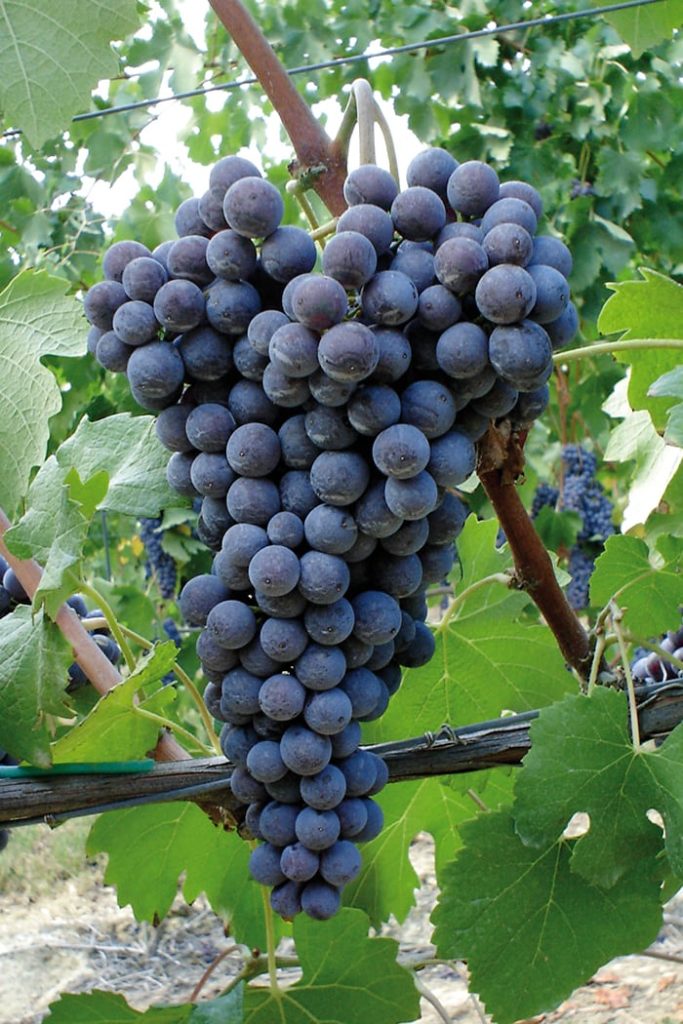 Vitigno e barbatella Nebbiolo: tutti i segreti - Vivai Rauscedo