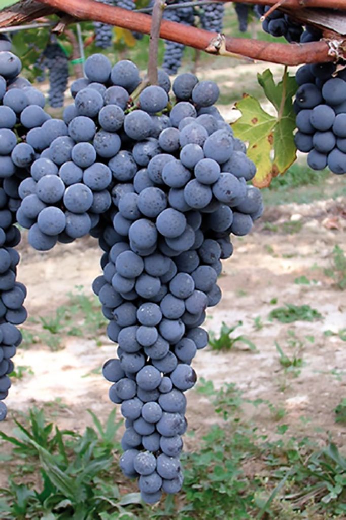 Vitigno e barbatella Nebbiolo: tutti i segreti - Vivai Rauscedo