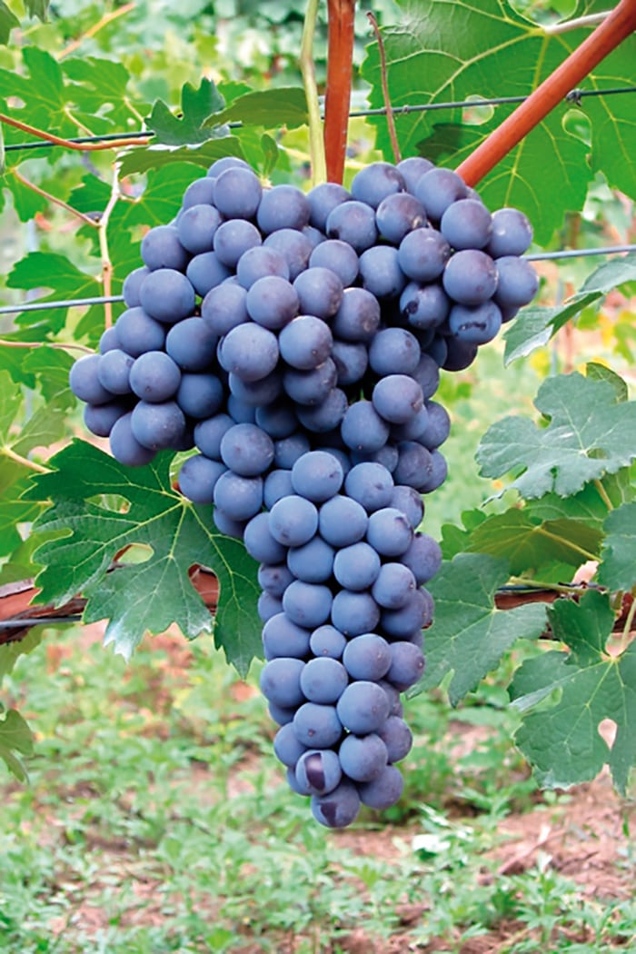 Grape variety and grafted vine plant Nebbiolo: all the secrets - Vivai ...